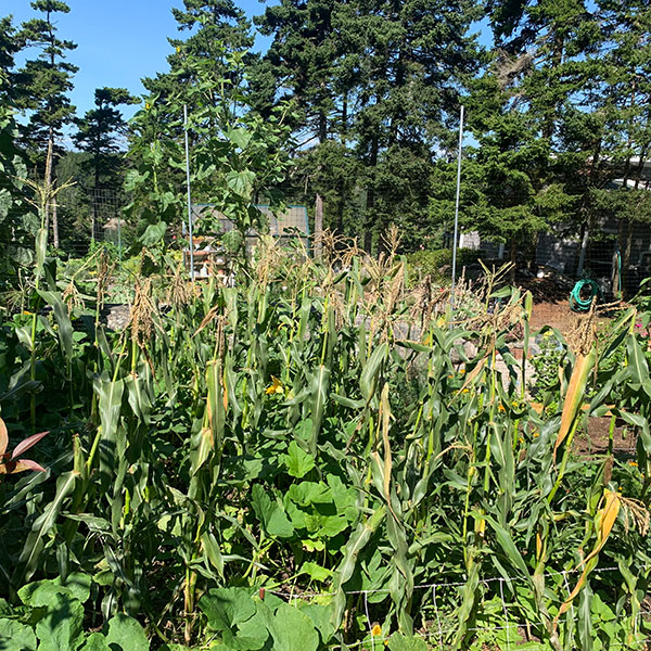 Savoring the abundance: Mexican Street Corn Pizza - Rabbit Hill Farm